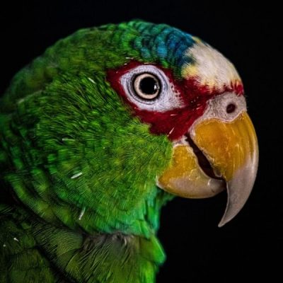 El loro: un Animal Extraordinario – Algarabía